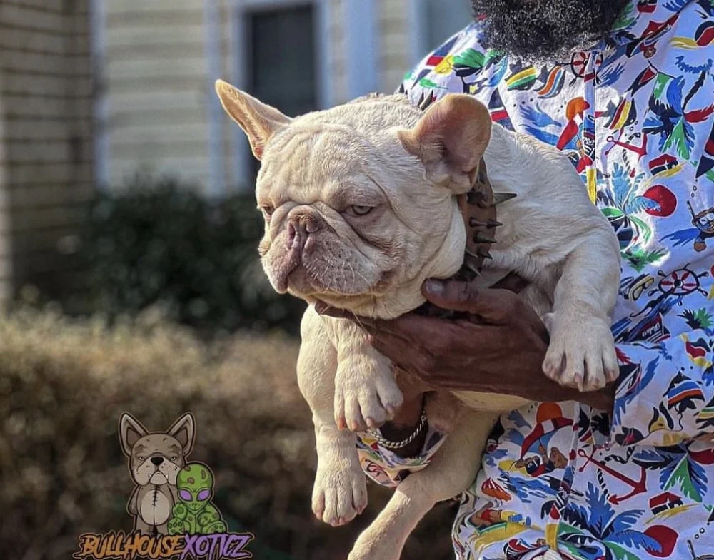 French Bulldog Puppies for Sale in Washington State- Availabull Page ...