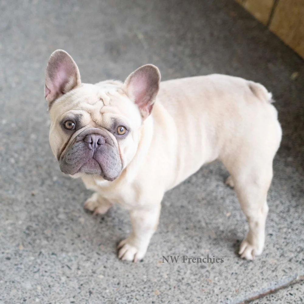 Mini French Bulldog Full Grown