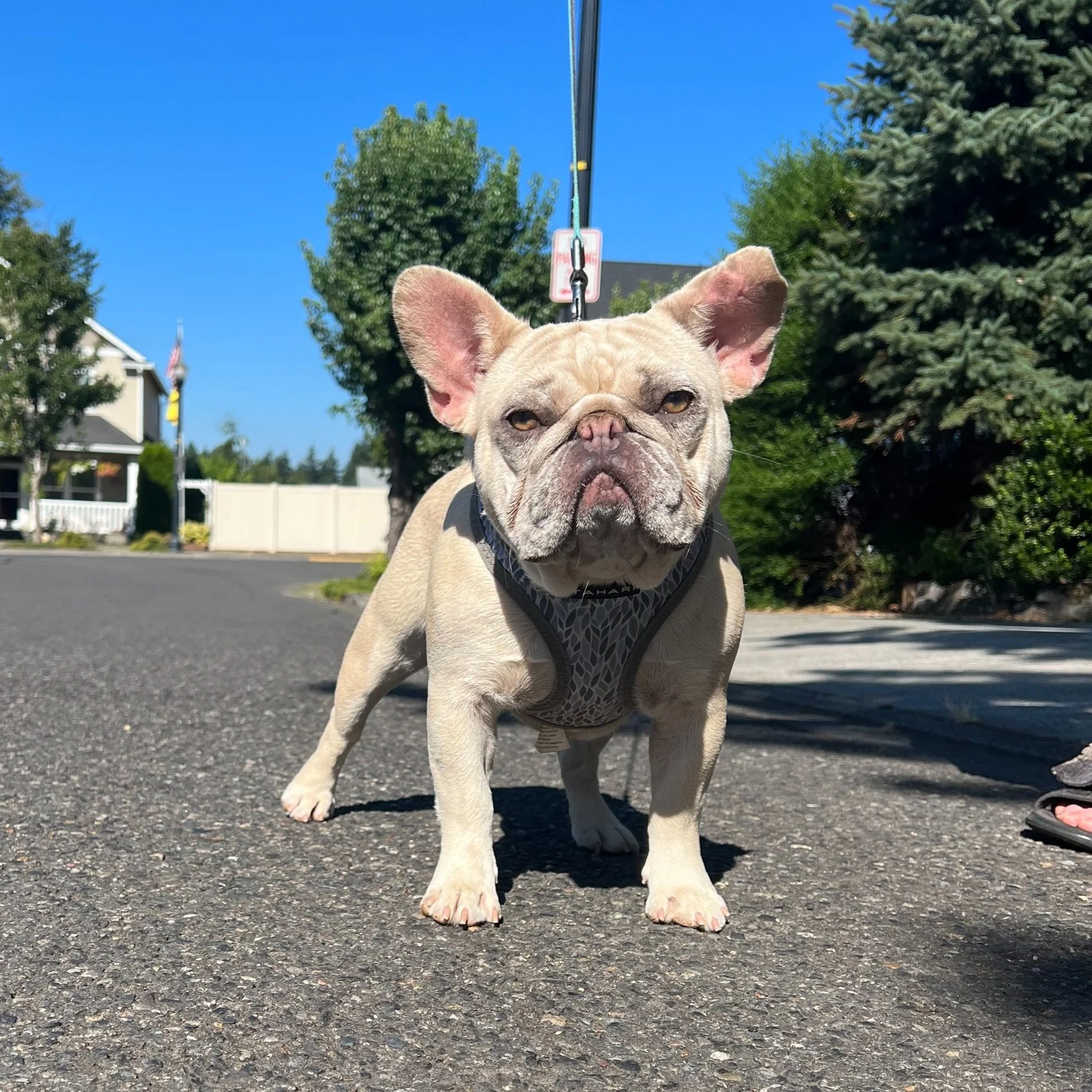 French Bulldog Puppies for Sale in Washington State - About Page ...