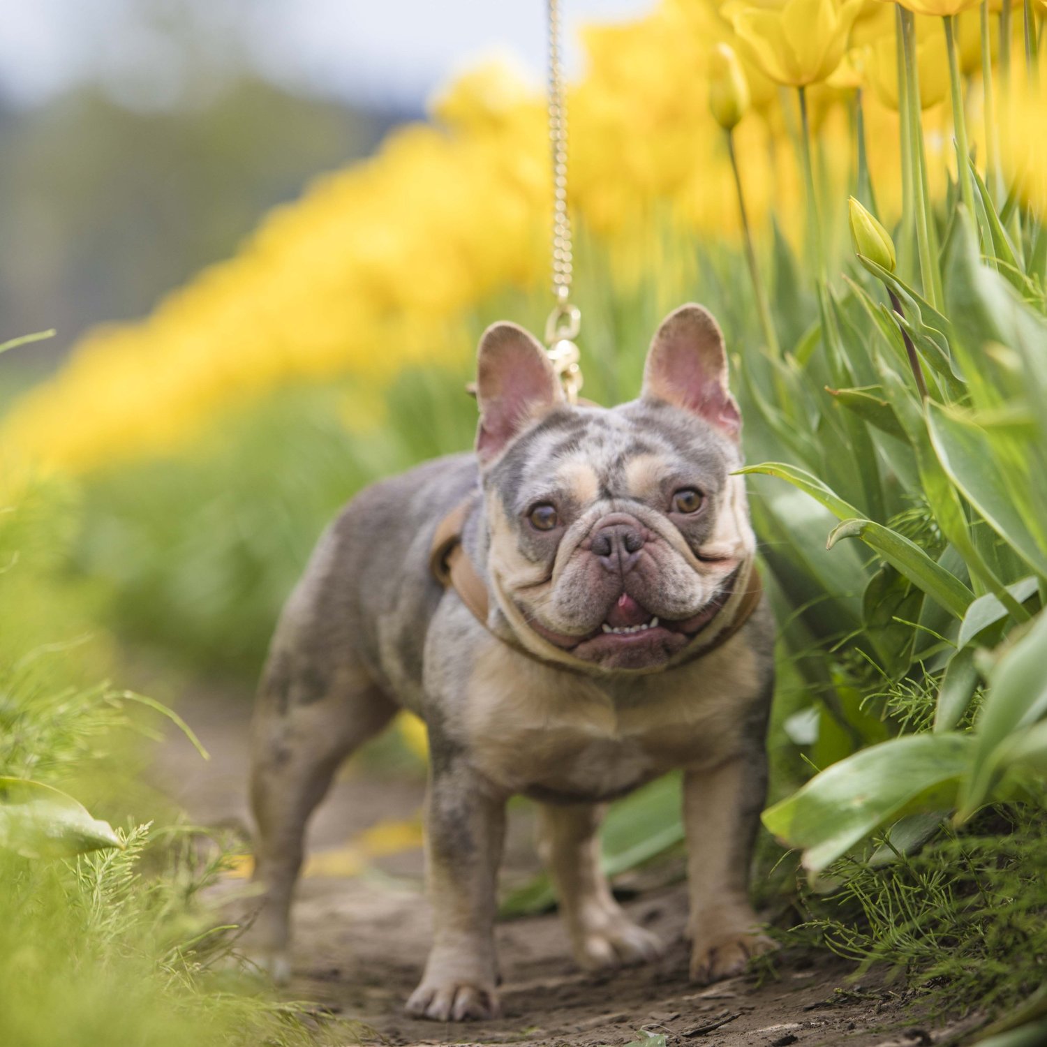 French Bulldog Puppies for Sale in Washington State - About Page ...