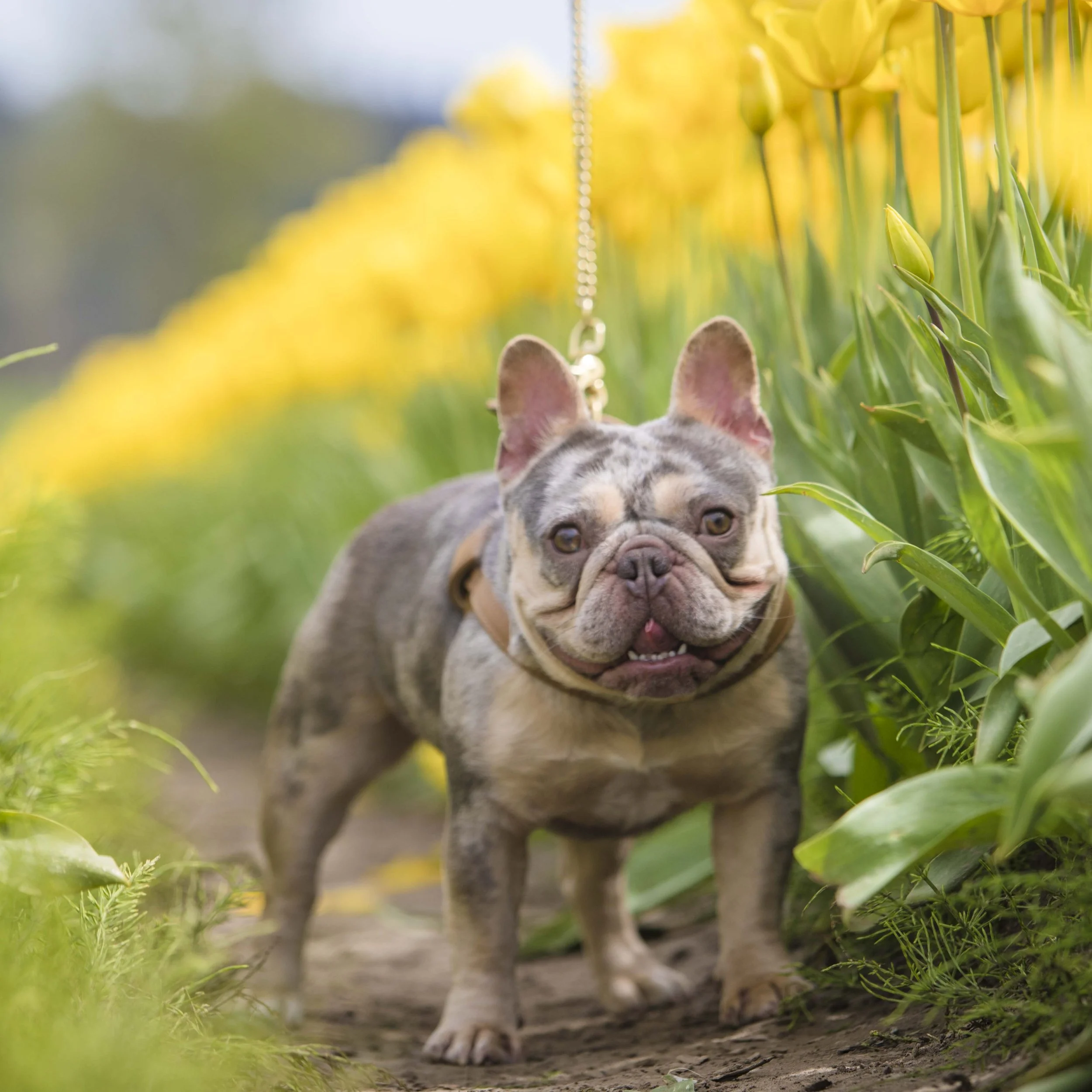 French Bulldog Puppies for Sale in Washington State - About Page — NW ...