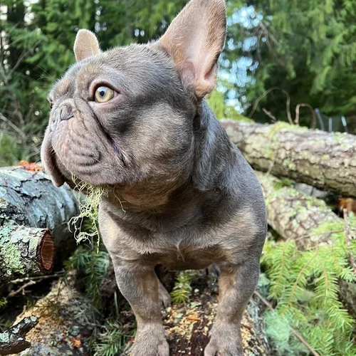 French Bulldog Coat Colors in Depth | NW Frenchies — NW Frenchies