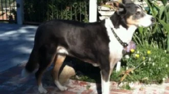 REVIEWS — IMYUNITY