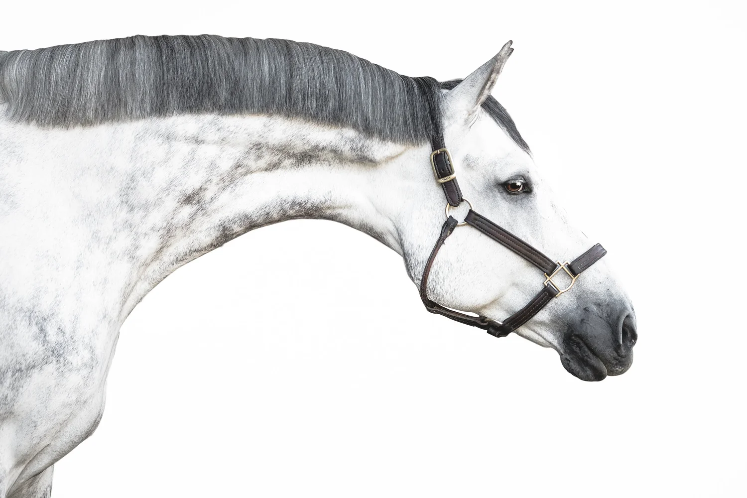 Professional Horse Face Photography