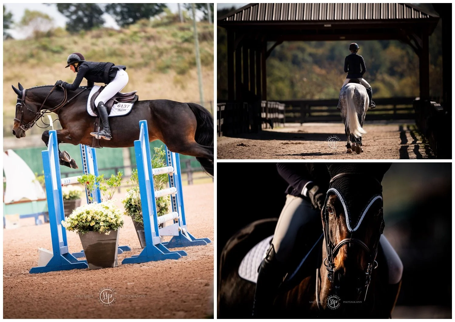 Luella Bacon | Tryon International Equestrian Center | Mill Spring, NC ...