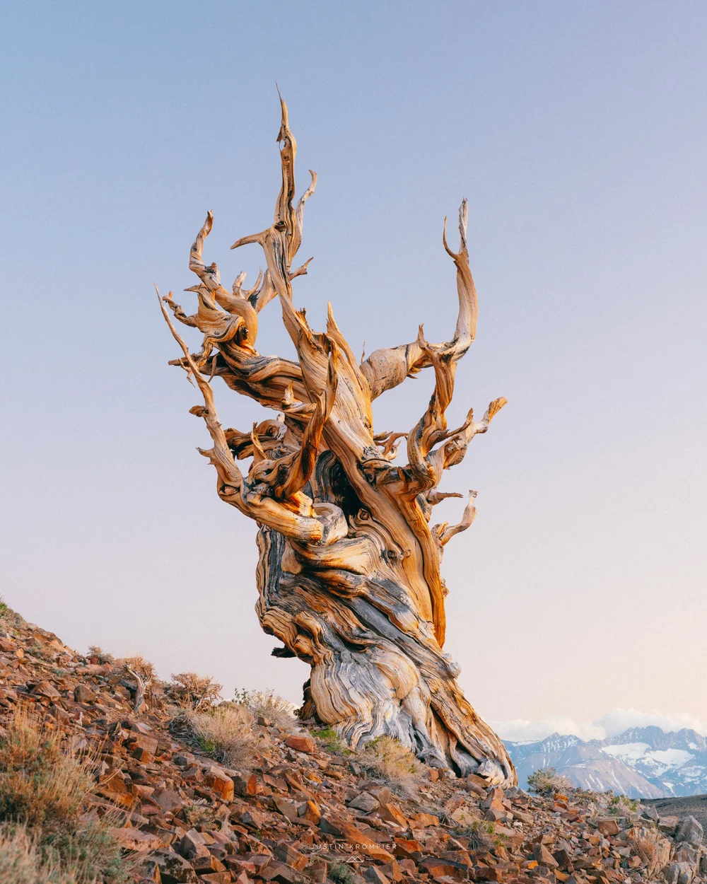 Bristlecone Pine Tree Landscape