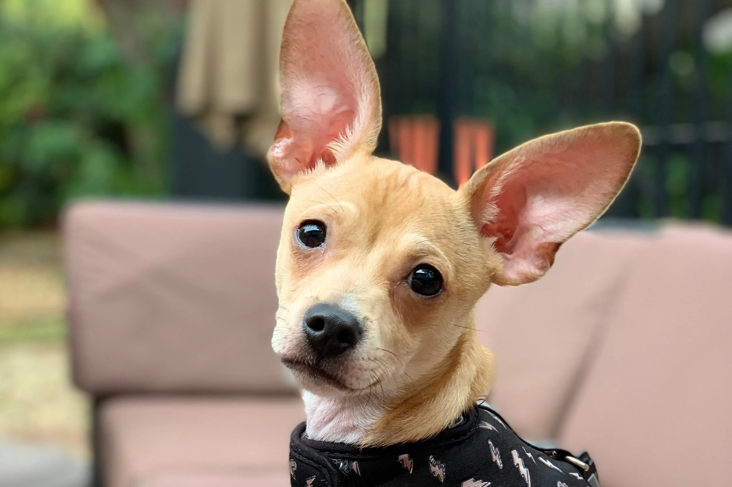 Deer Head Chihuahua Mix