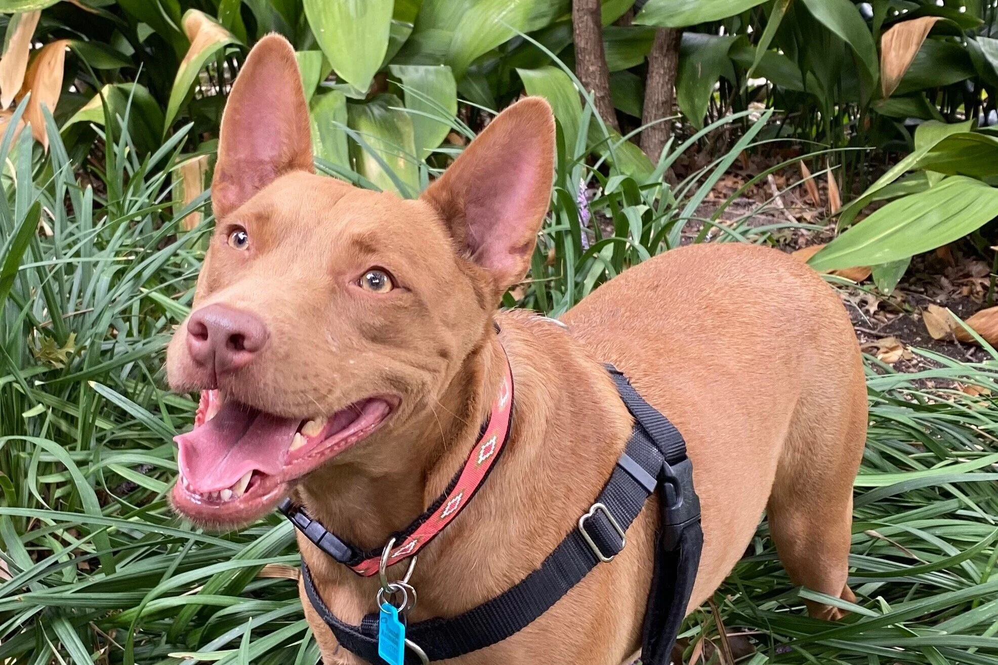 Pharaoh Hound Pit Mix