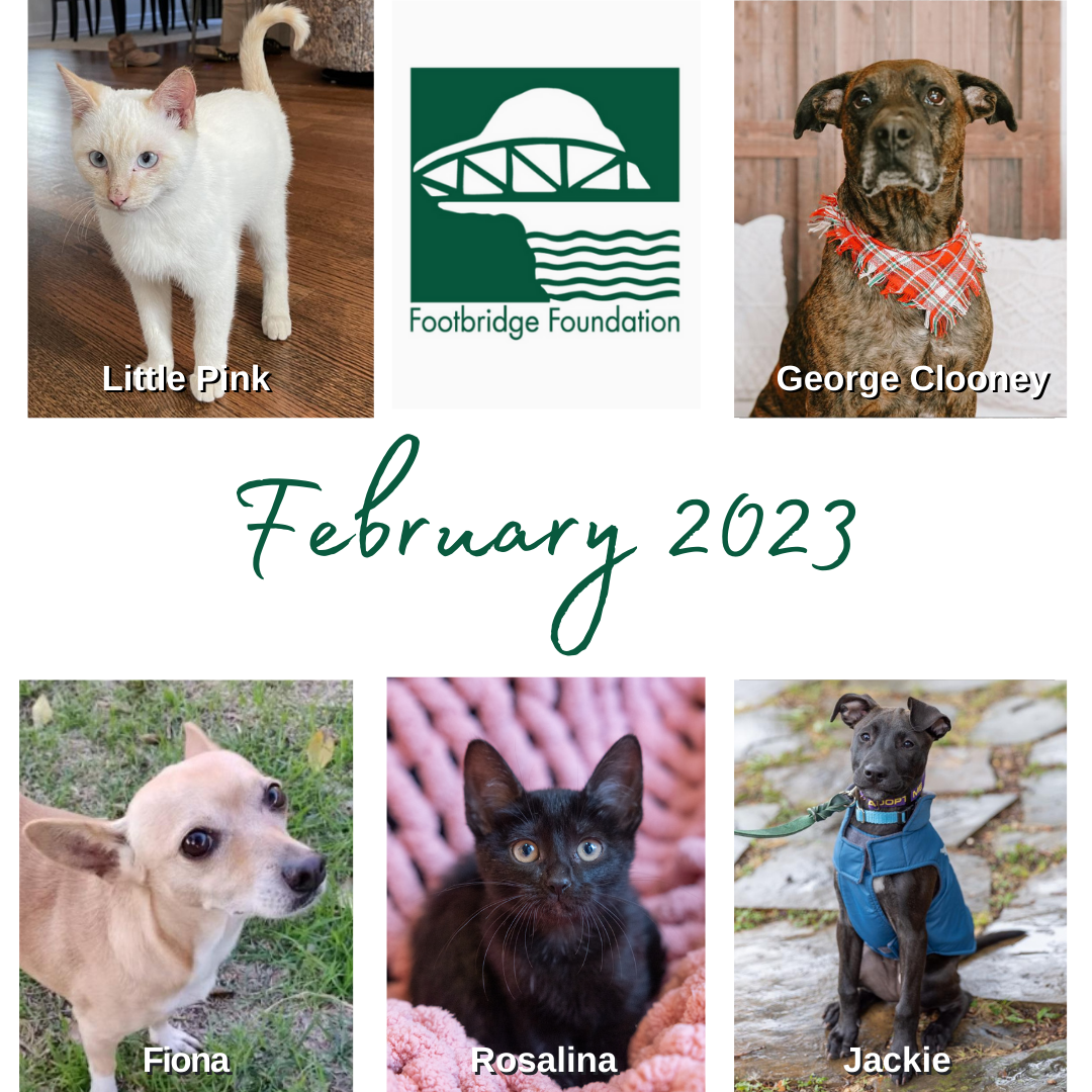 Newsletters — Footbridge Foundation - San Antonio Animal Rescue and Pet ...