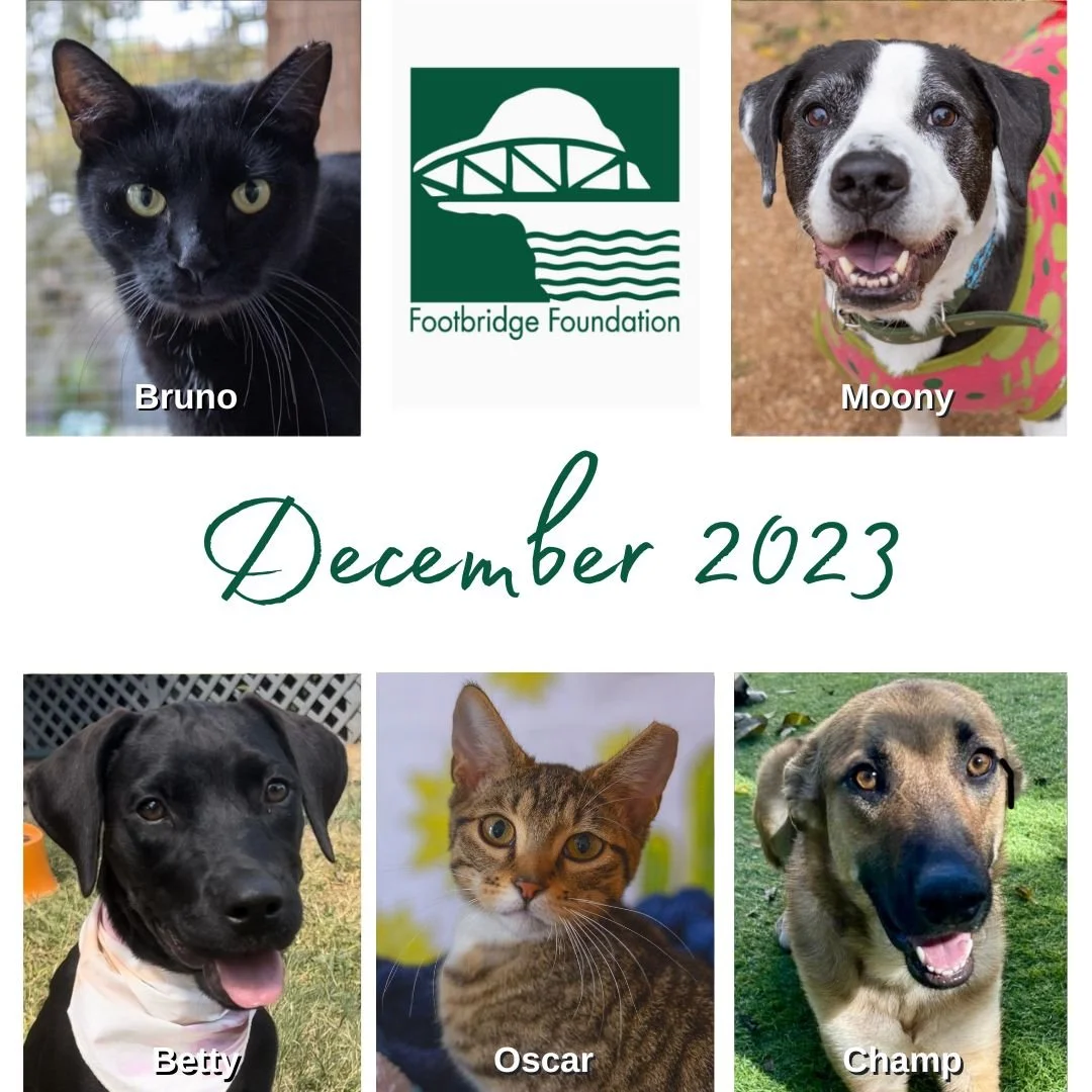 Newsletters — Footbridge Foundation - San Antonio Animal Rescue and Pet ...