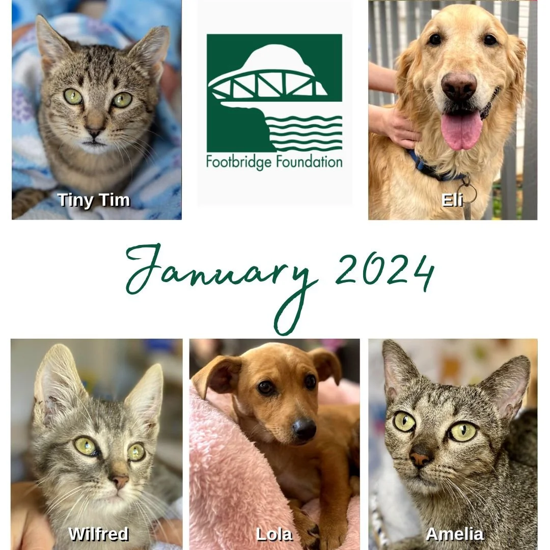 Newsletters — Footbridge Foundation - San Antonio Animal Rescue and Pet ...