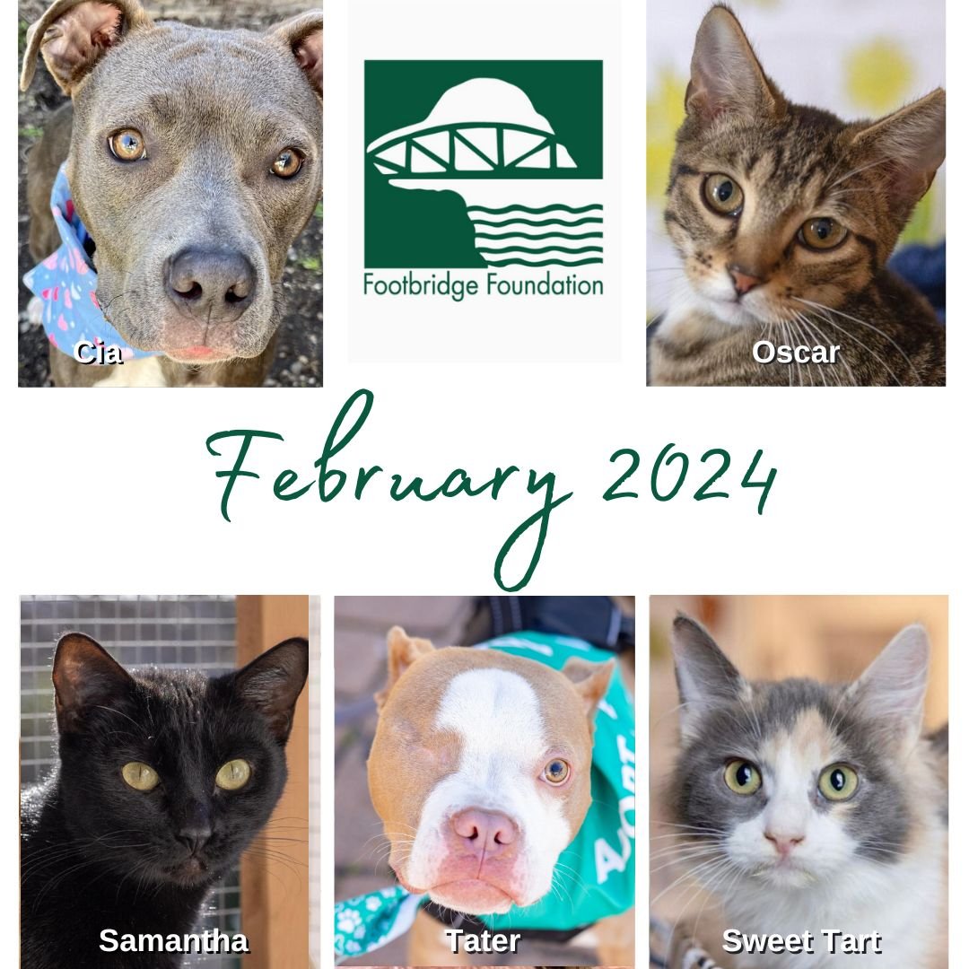 Newsletters — Footbridge Foundation - San Antonio Animal Rescue and Pet ...