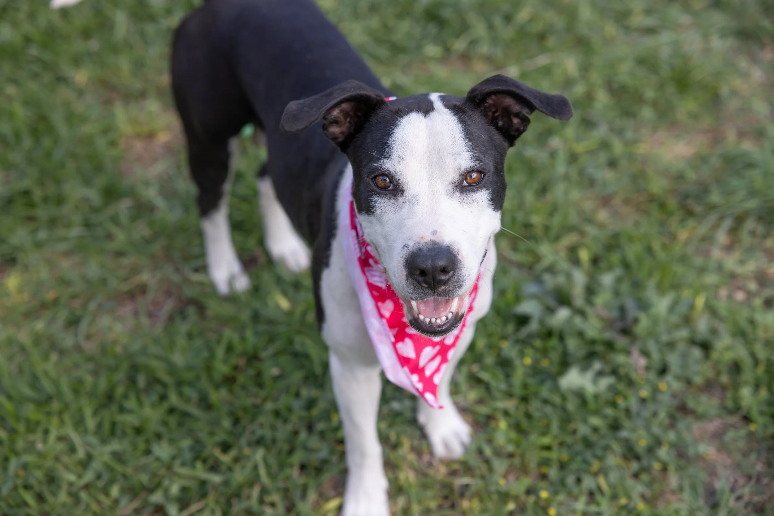 Paw Prints — Footbridge Foundation - San Antonio Animal Rescue and Pet ...