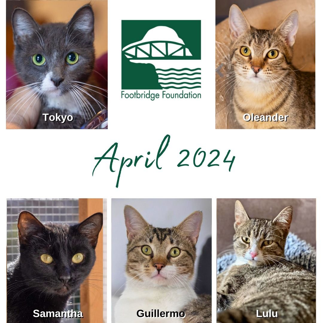 Newsletters — Footbridge Foundation - San Antonio Animal Rescue and Pet ...