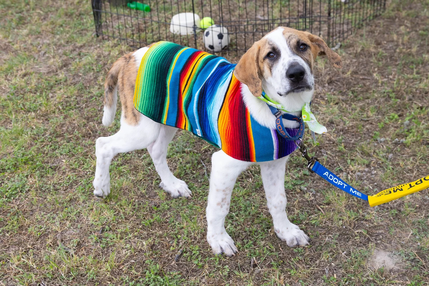 Footbridge Foundation - San Antonio Animal Rescue and Pet Adoption Service.