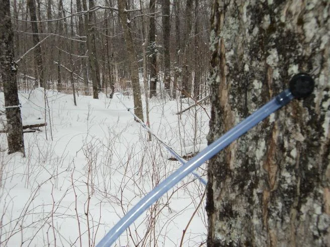 Bill's Lakeshore Maples