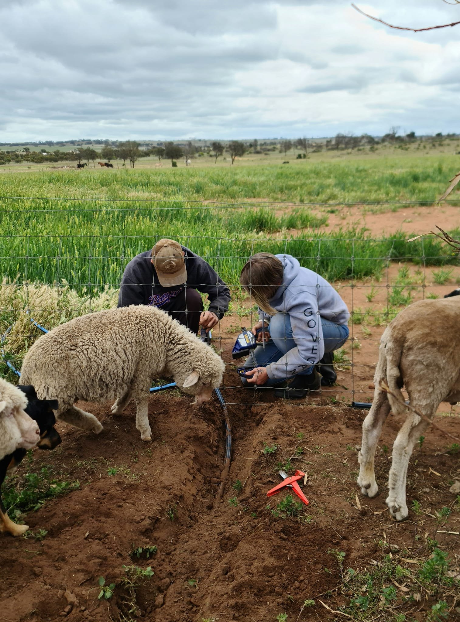 Volunteering And Being Part Of A Team | Furever Farm Animal Santuary