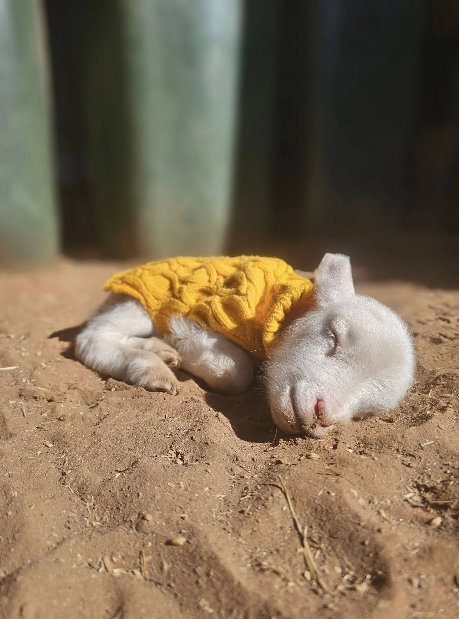 Animals for Adoption | Furever Farm Animal Sanctuary