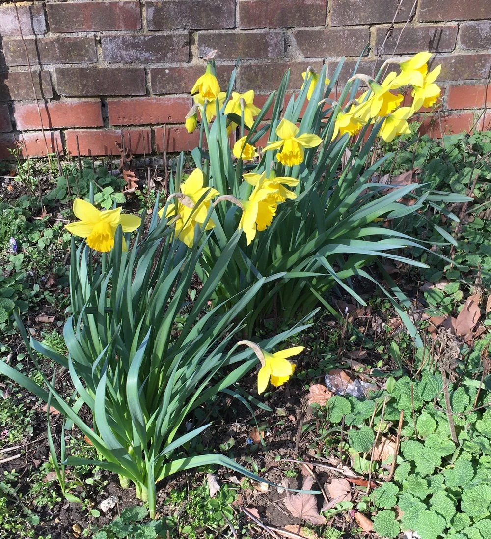 Mothering Sunday — St Michael's & All Angels CoE Brent