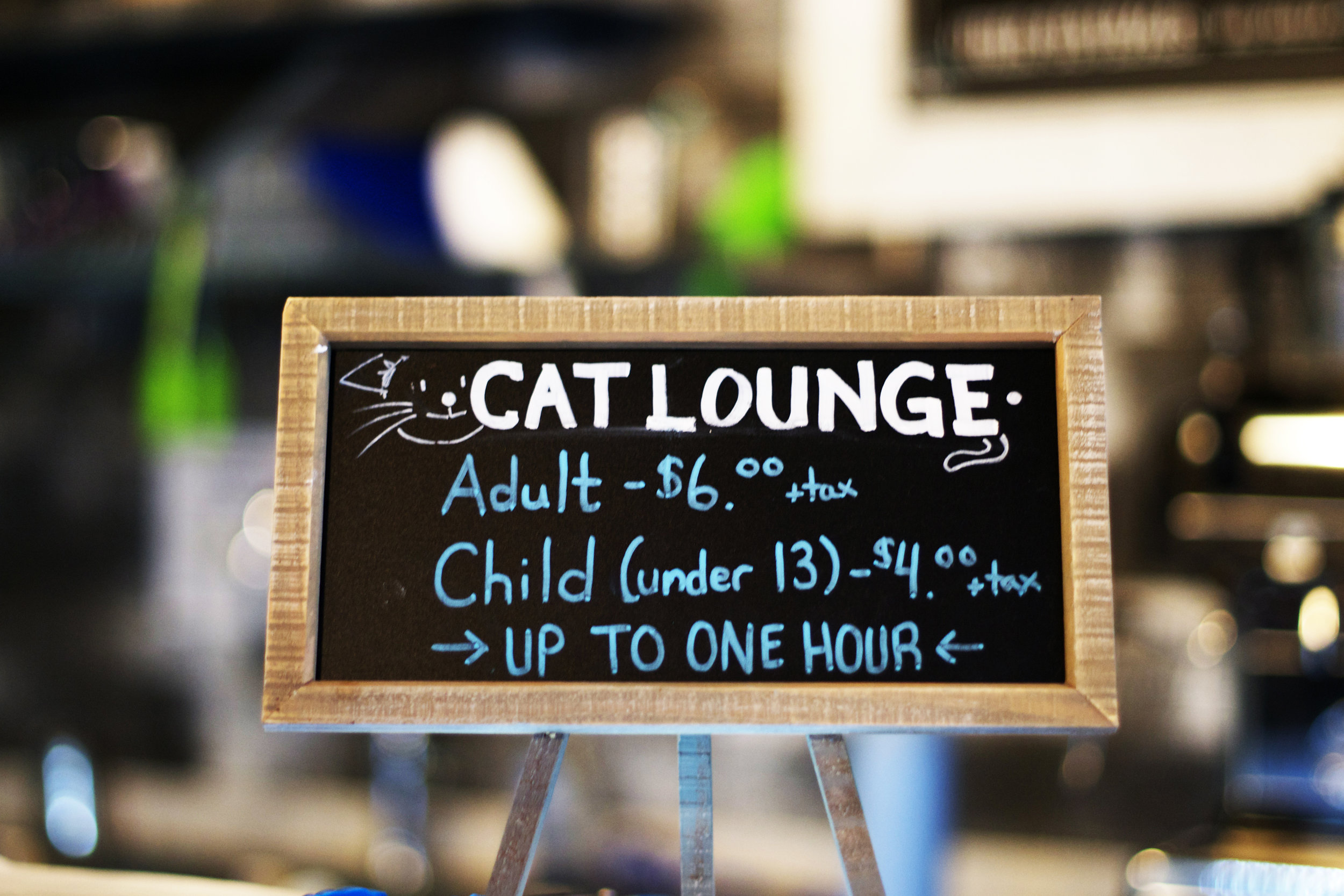 The Purrfect Cup Cat Cafe — MARITIMES MAVEN
