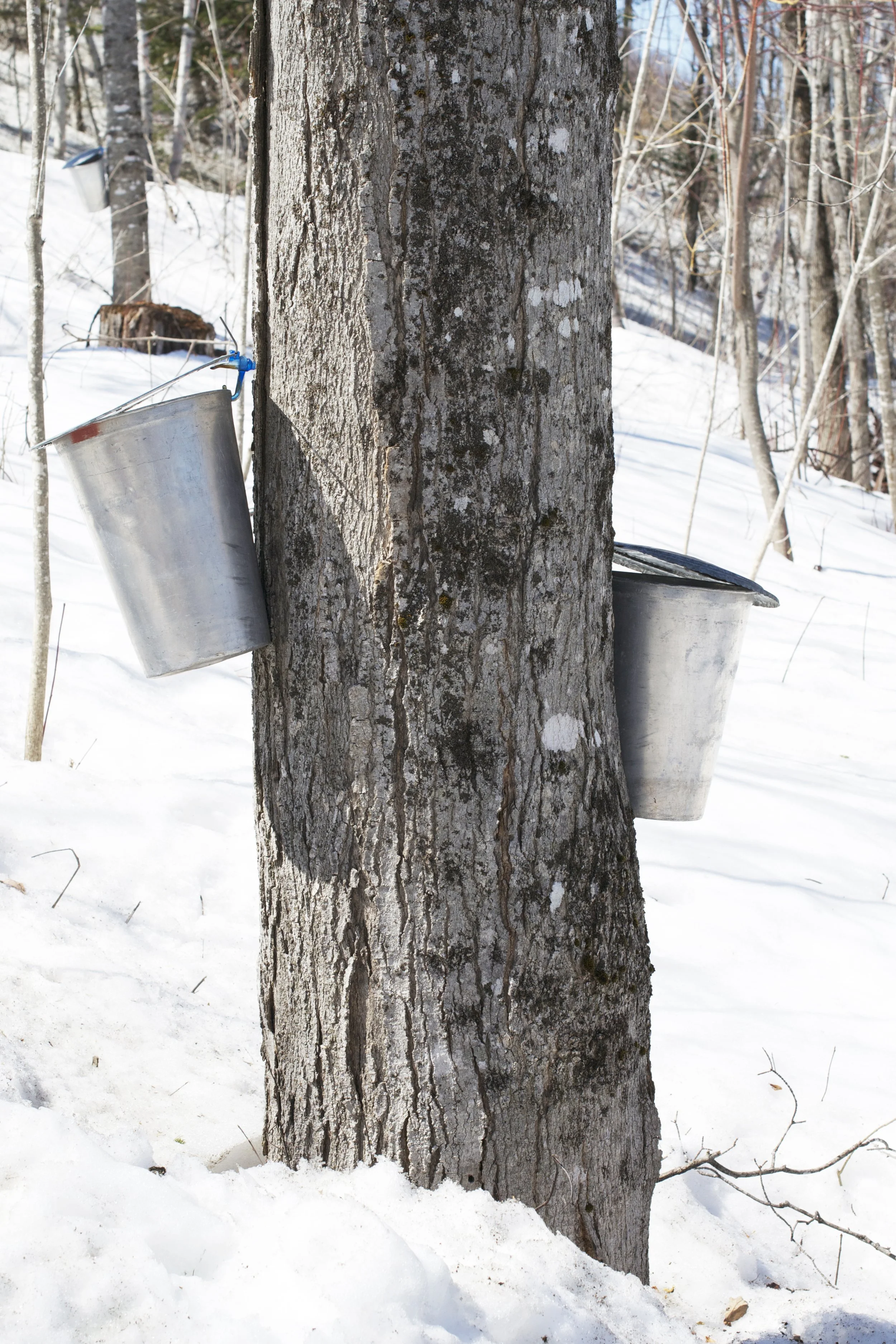 Dumfries Maples Sugarbush — MARITIMES MAVEN