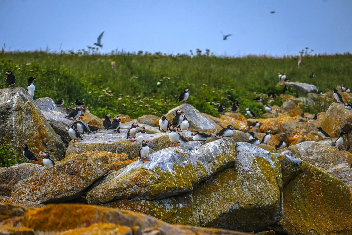 The Puffin Tour at Machias Seal Island — MARITIMES MAVEN