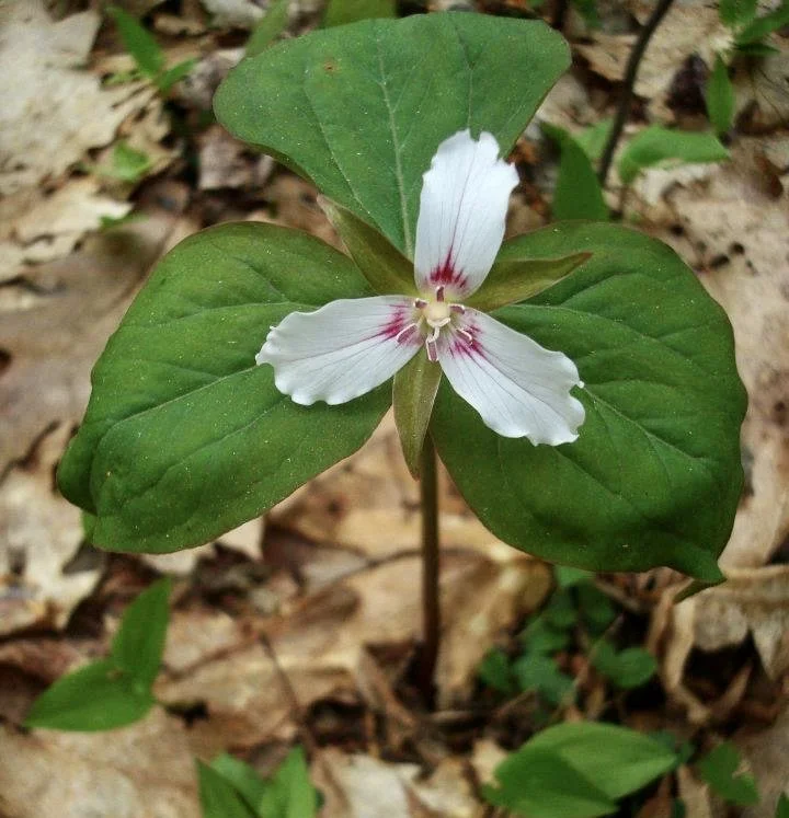 Nature Notes by Katie A. — Erie Bird Observatory