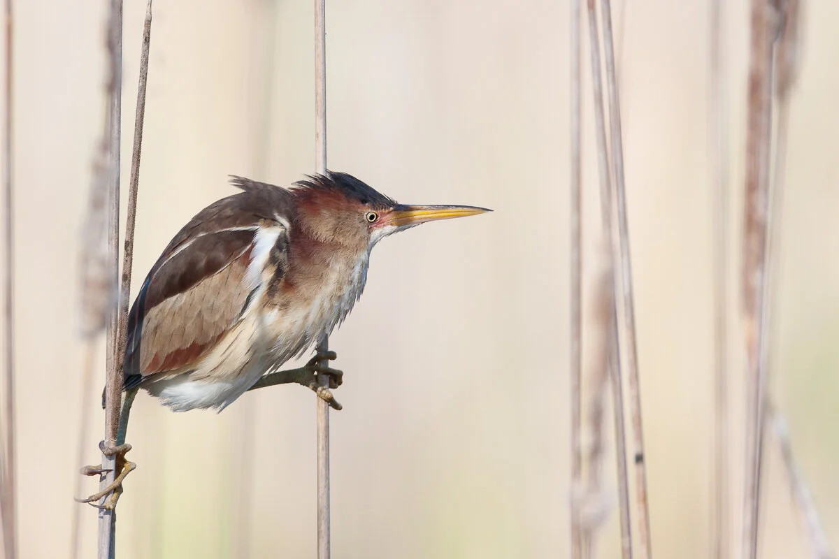 Erie Bird Observatory
