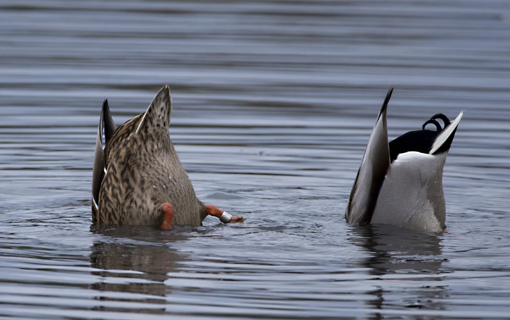 Report A Banded Bird — Erie Bird Observatory