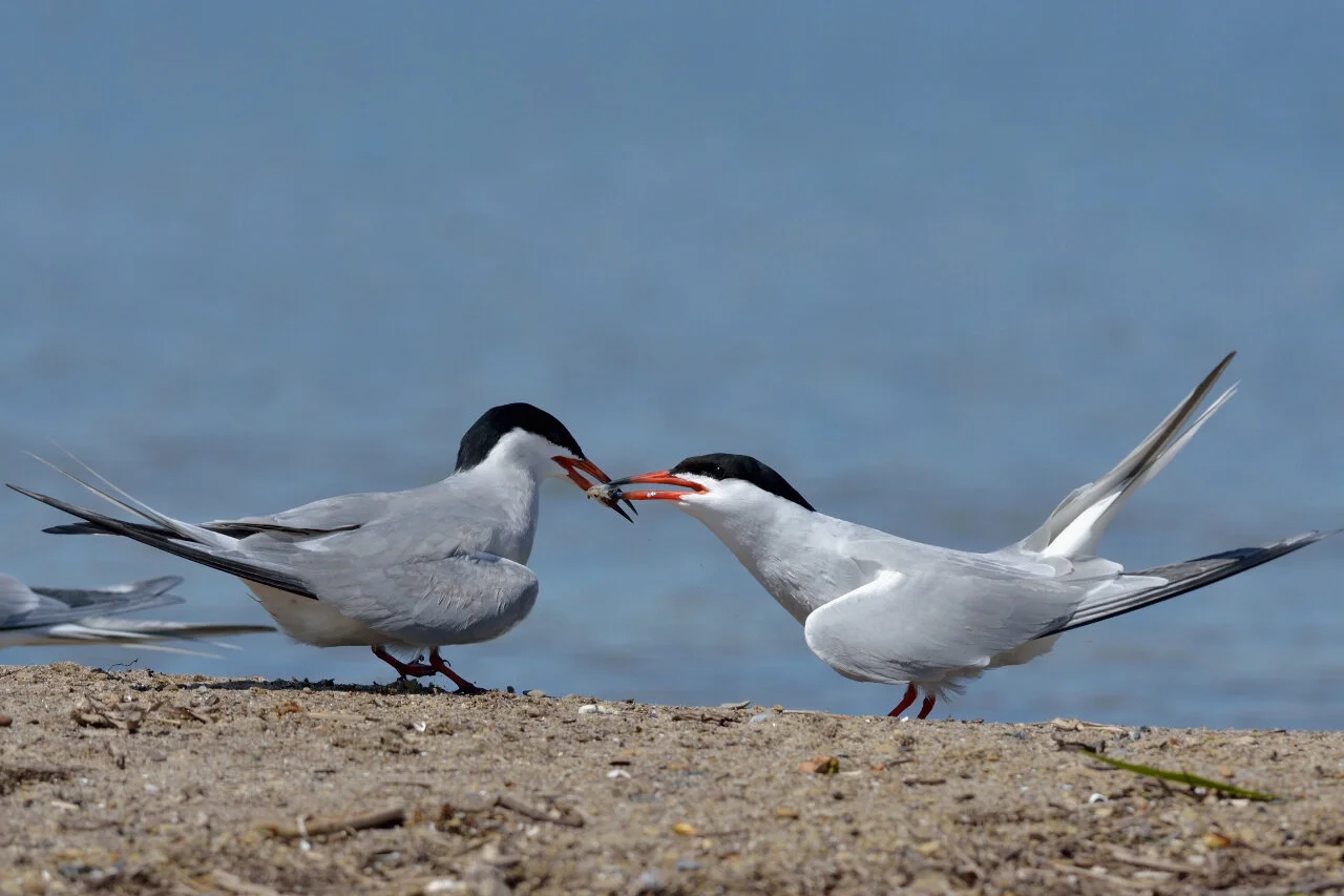 Common Terns — Erie Bird Observatory