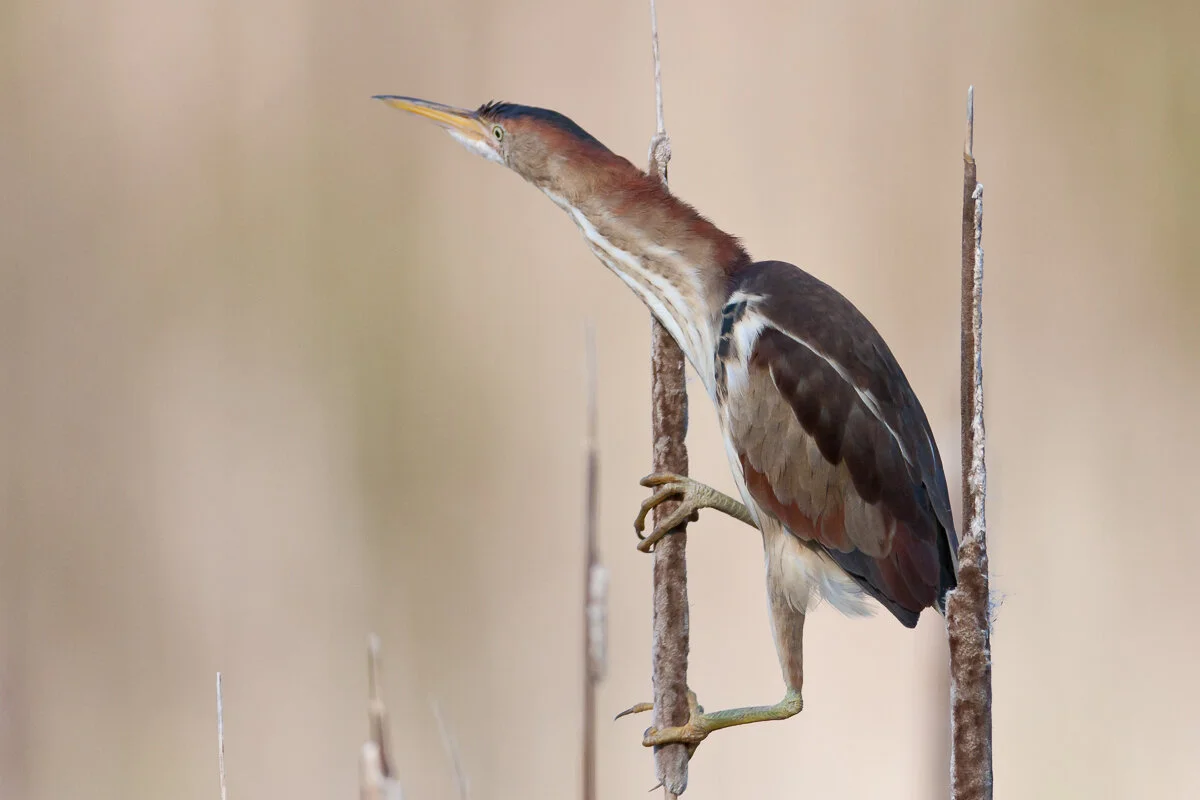 Marshbird Monitoring — Erie Bird Observatory