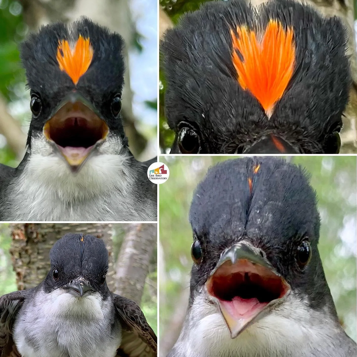 Erie Bird Observatory