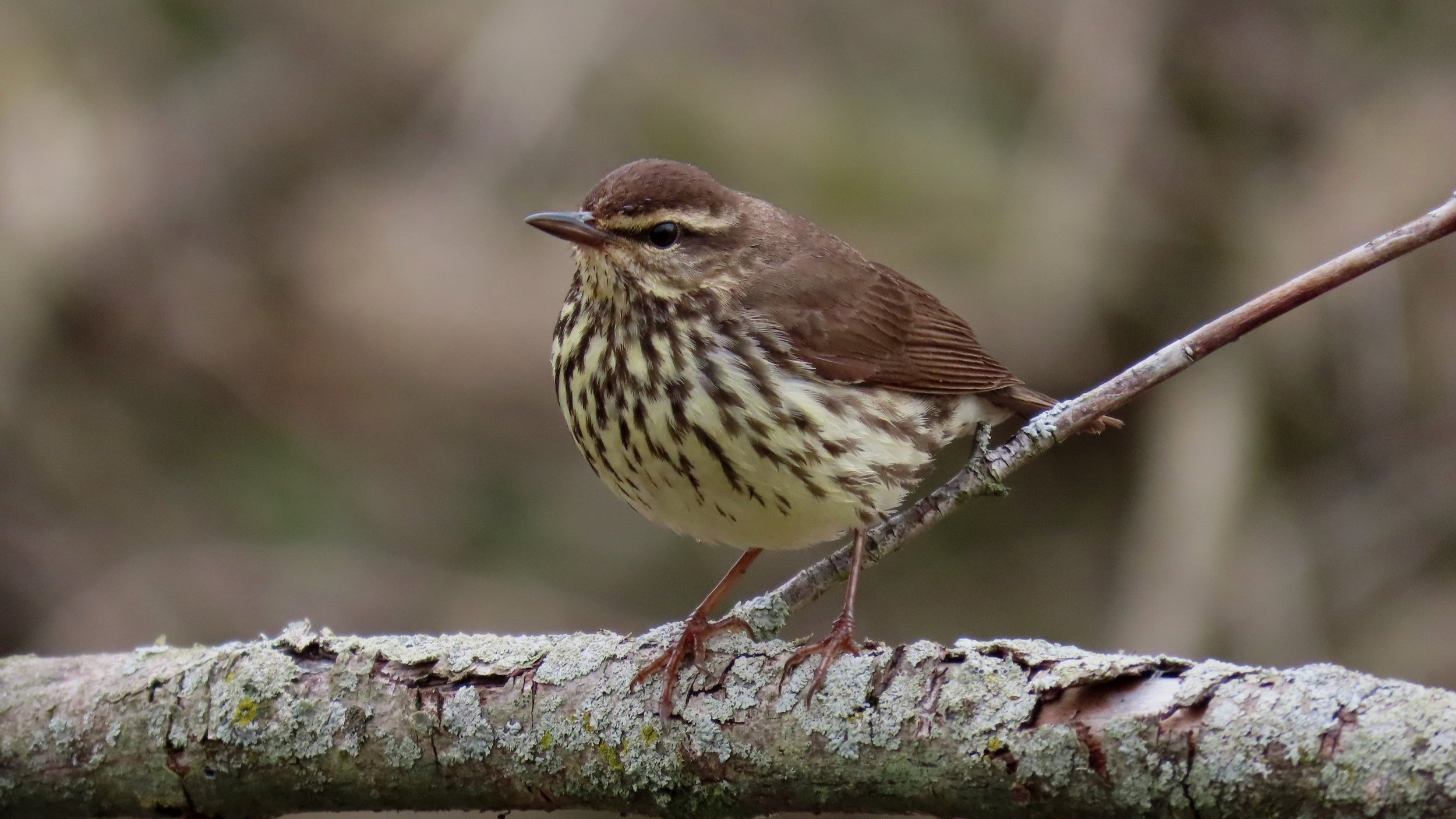 Guided Bird Walks — Erie Bird Observatory