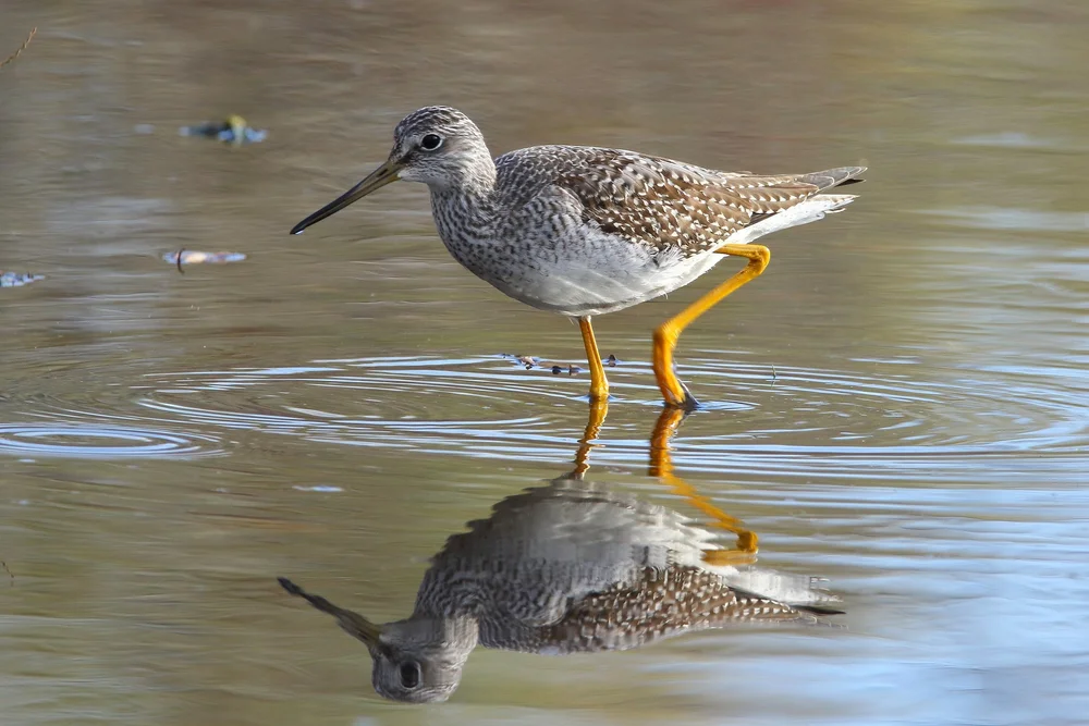 Guided Bird Walks — Erie Bird Observatory