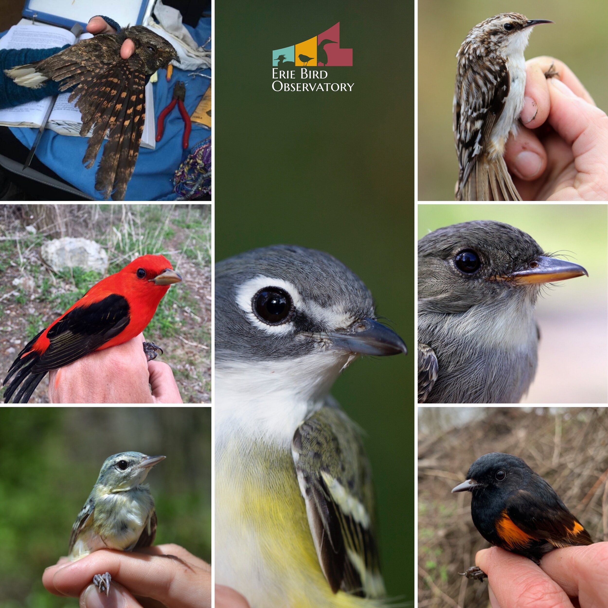 Erie Bird Observatory