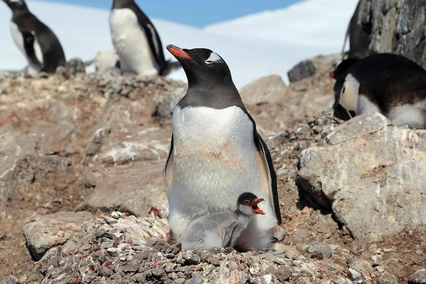 Erie Bird Observatory