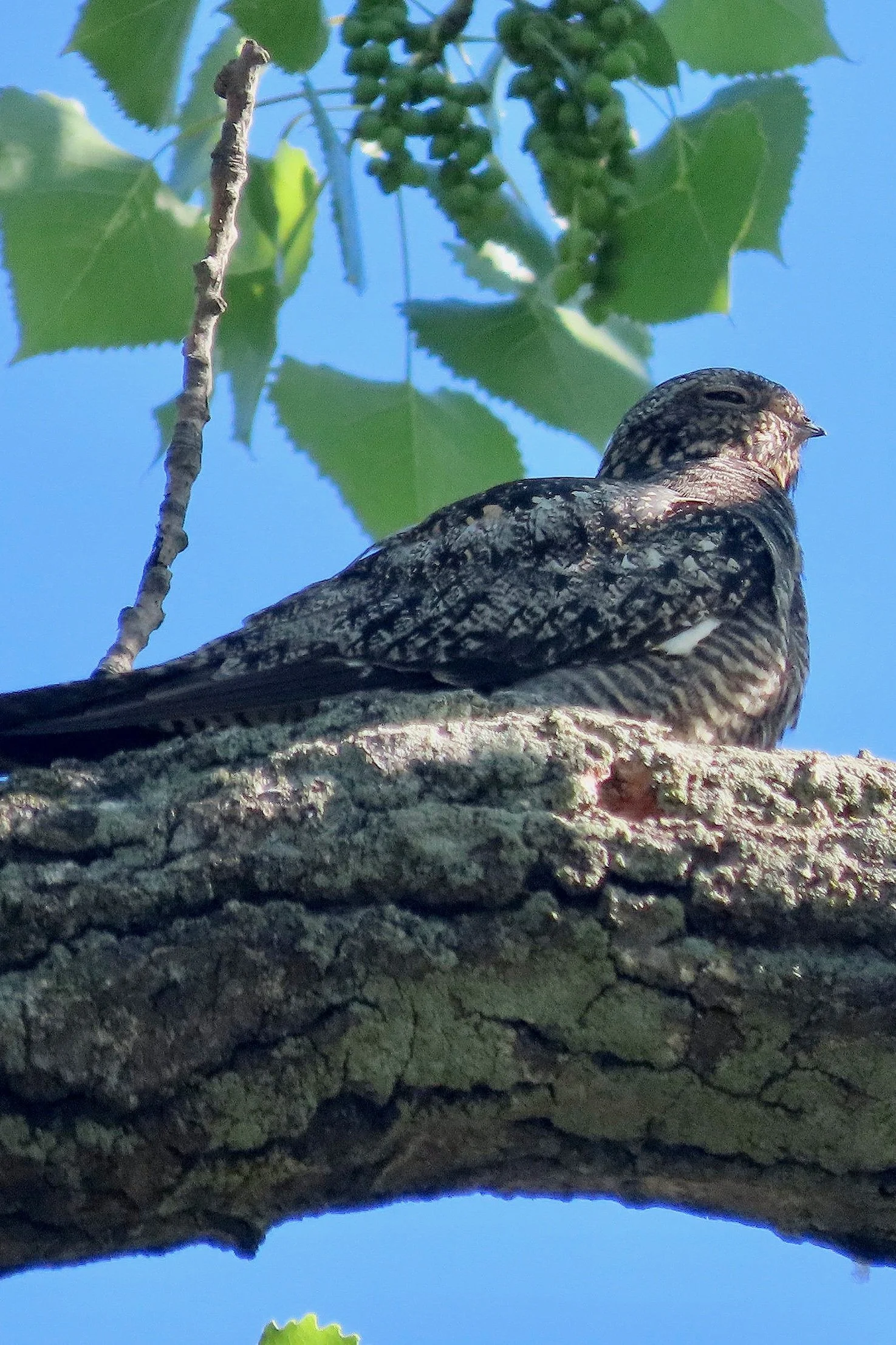 Nature Notes by Katie A. — Erie Bird Observatory