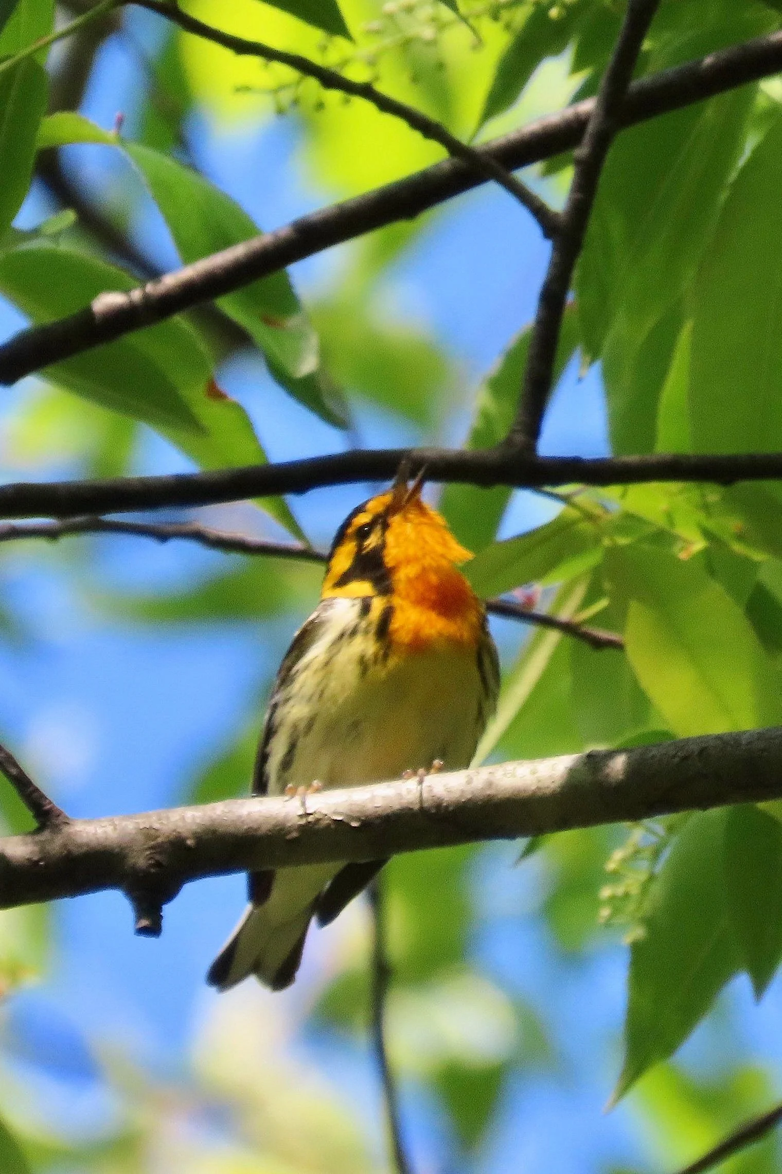 Nature Notes by Katie A. — Erie Bird Observatory