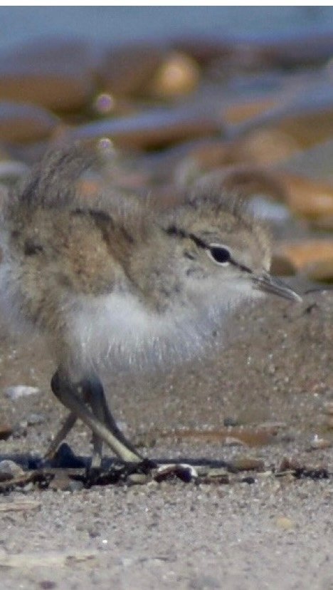 Erie Bird Observatory