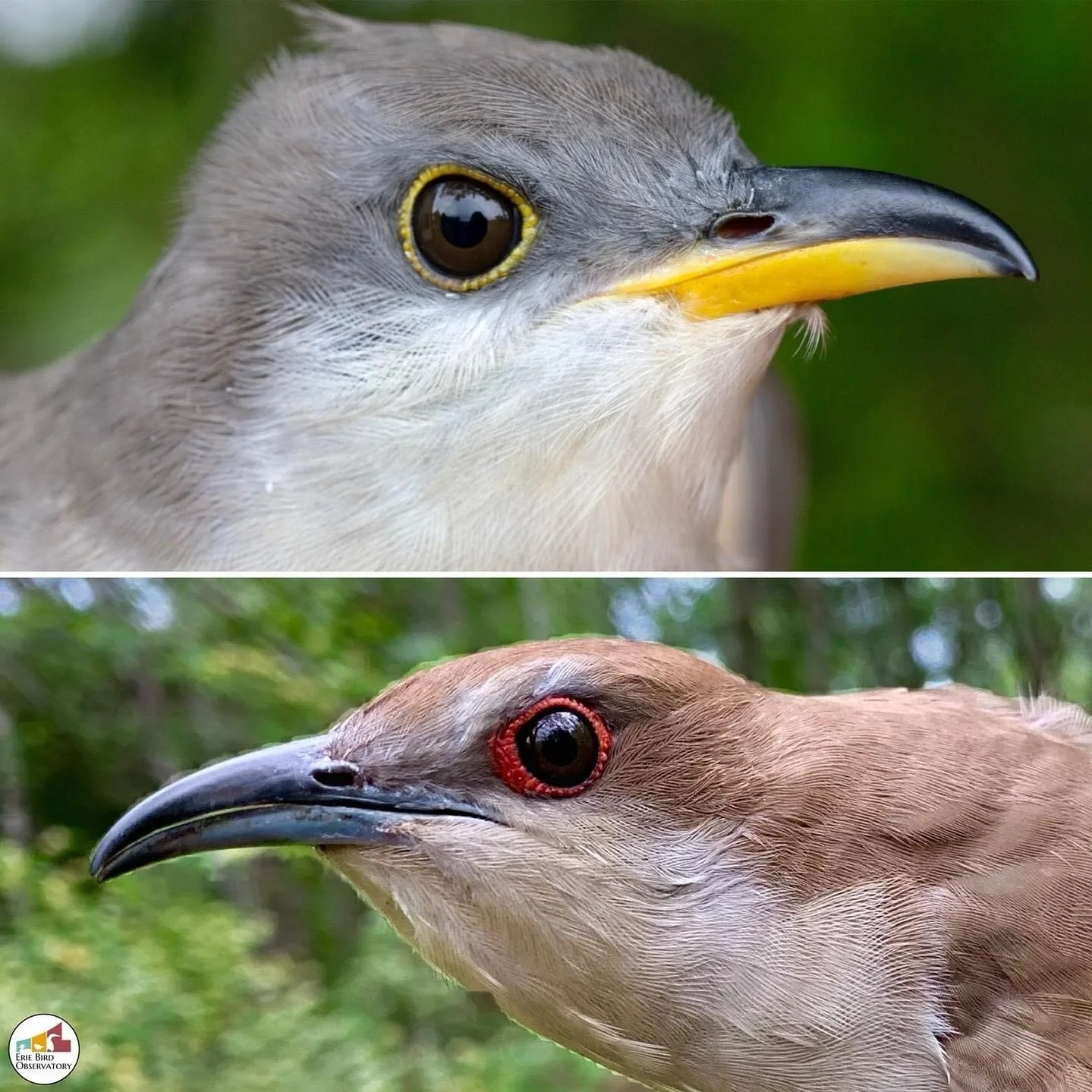 Erie Bird Observatory