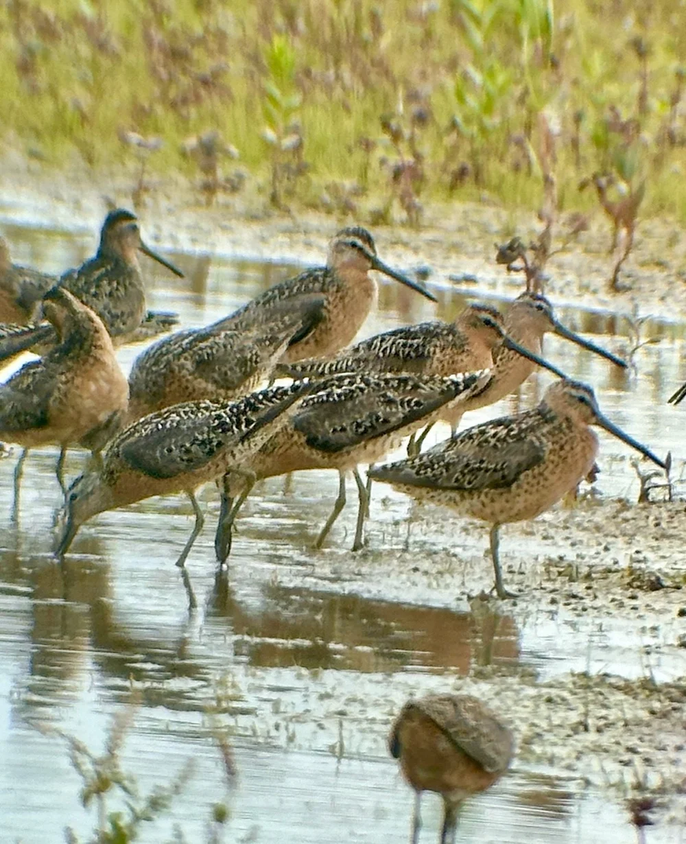 Erie Bird Observatory
