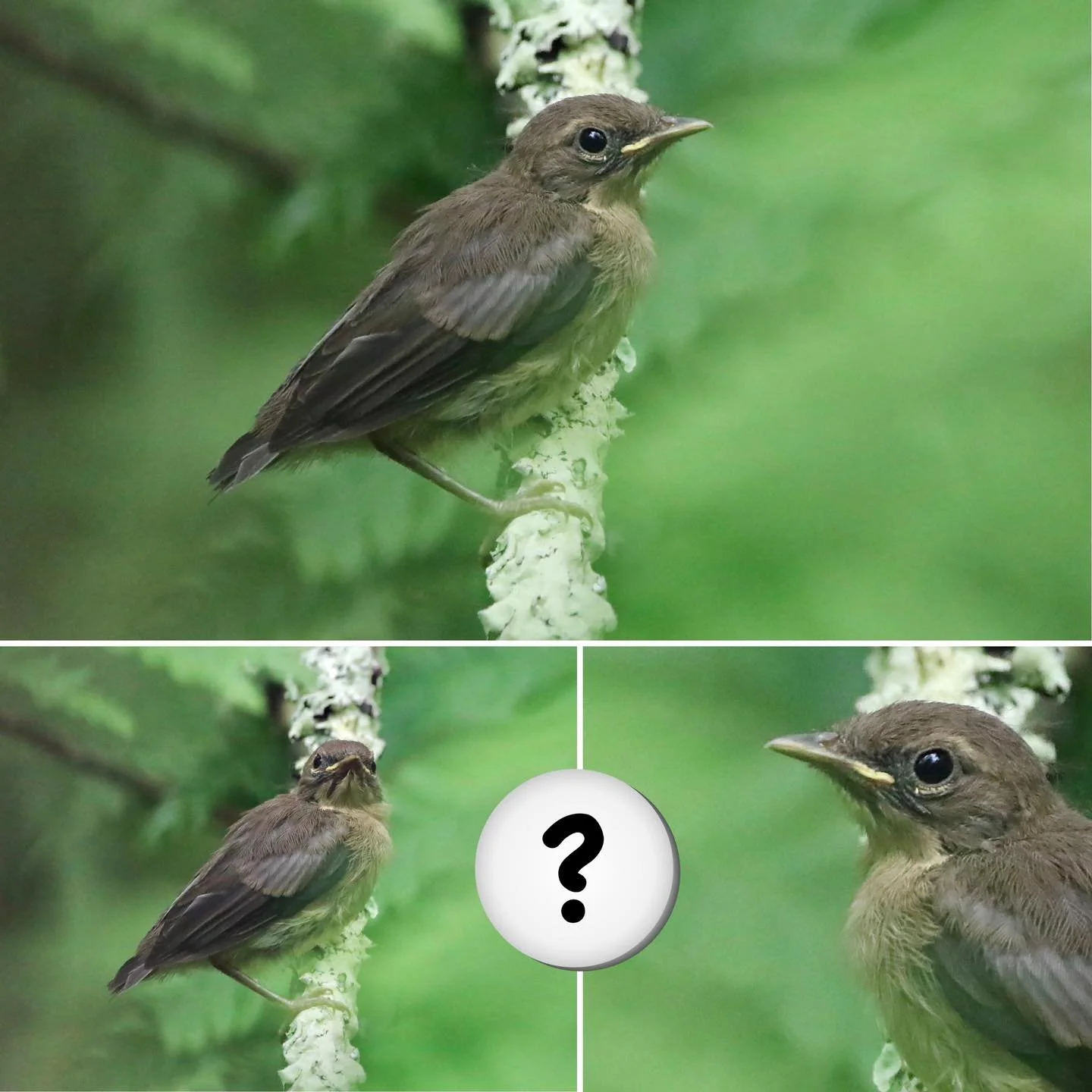 Erie Bird Observatory