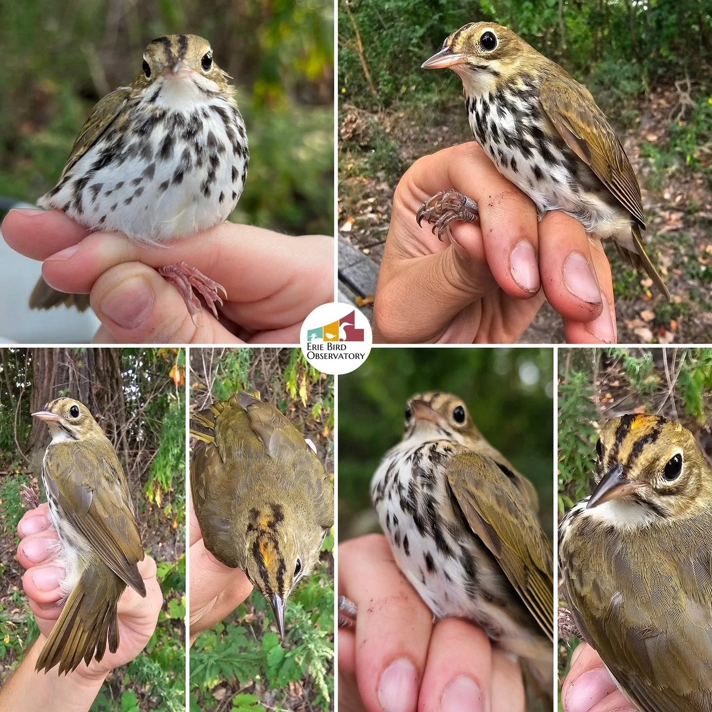 Erie Bird Observatory