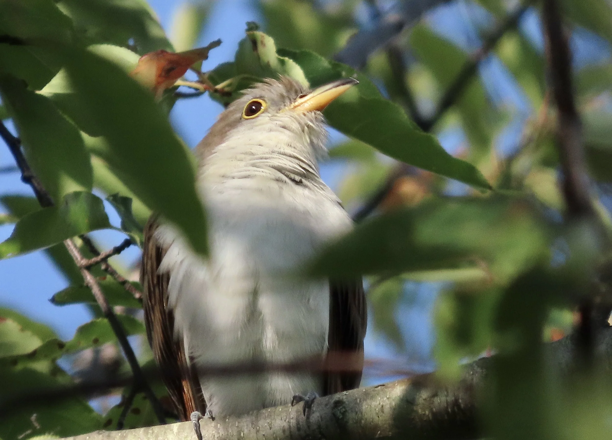 Guided Bird Walks — Erie Bird Observatory