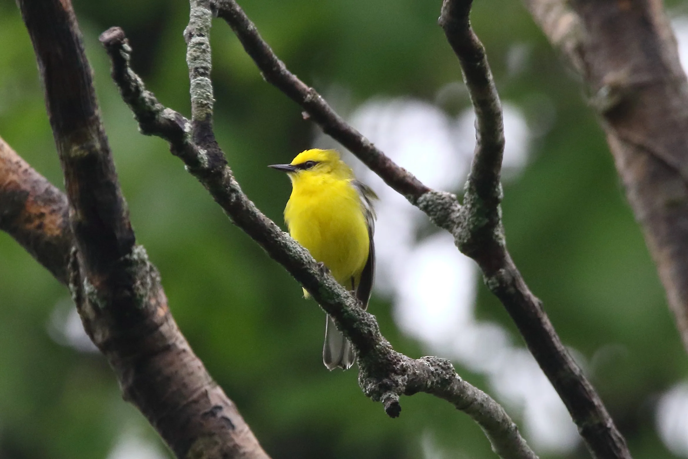 Guided Bird Walks — Erie Bird Observatory