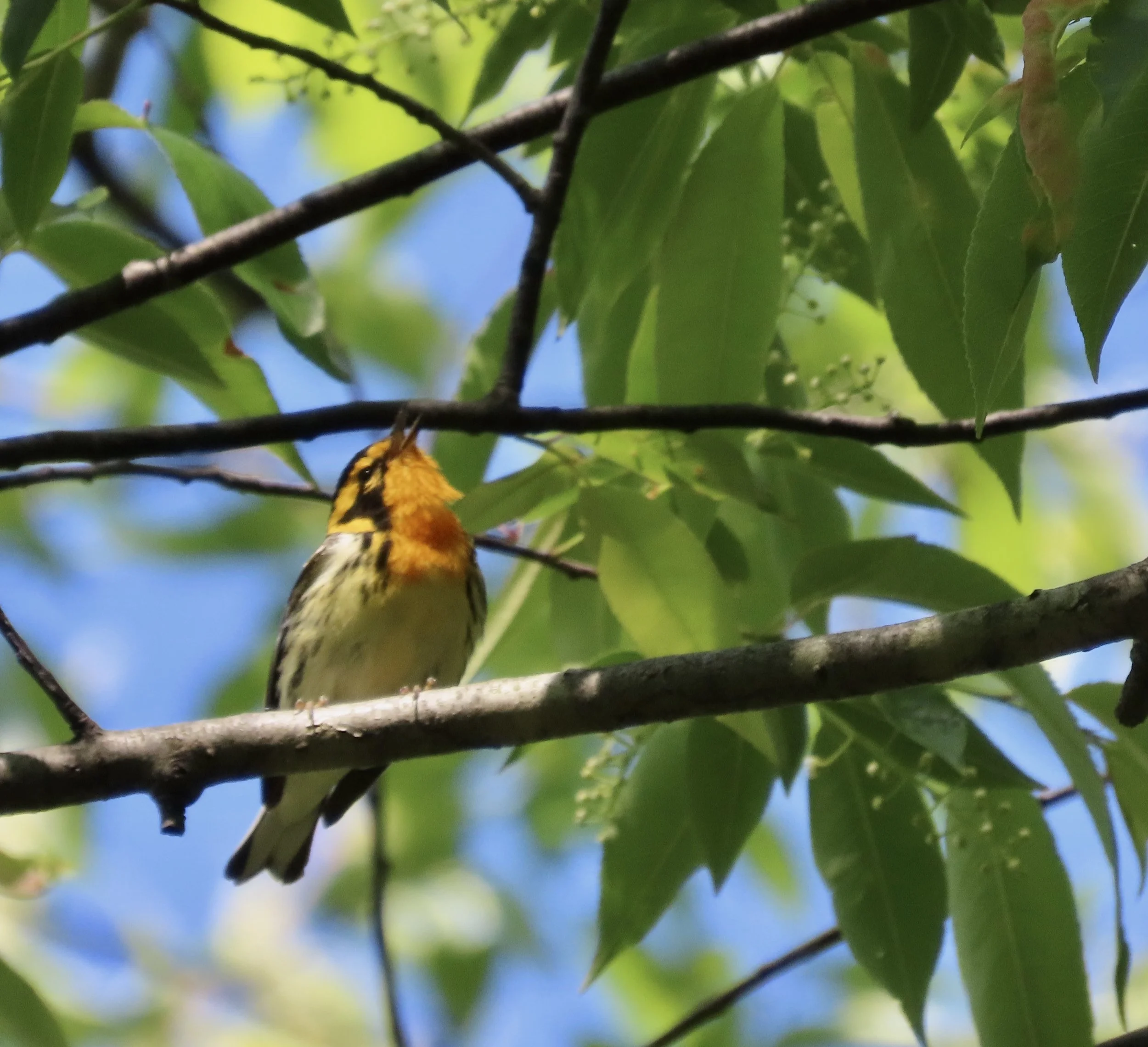 Guided Bird Walks — Erie Bird Observatory