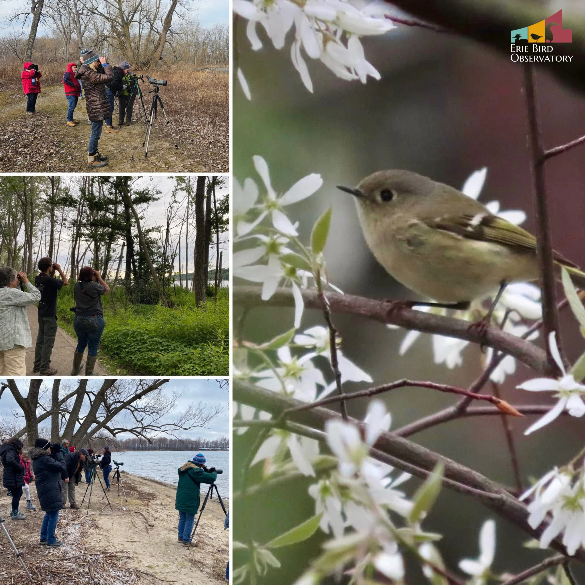 Guided Bird Walks — Erie Bird Observatory