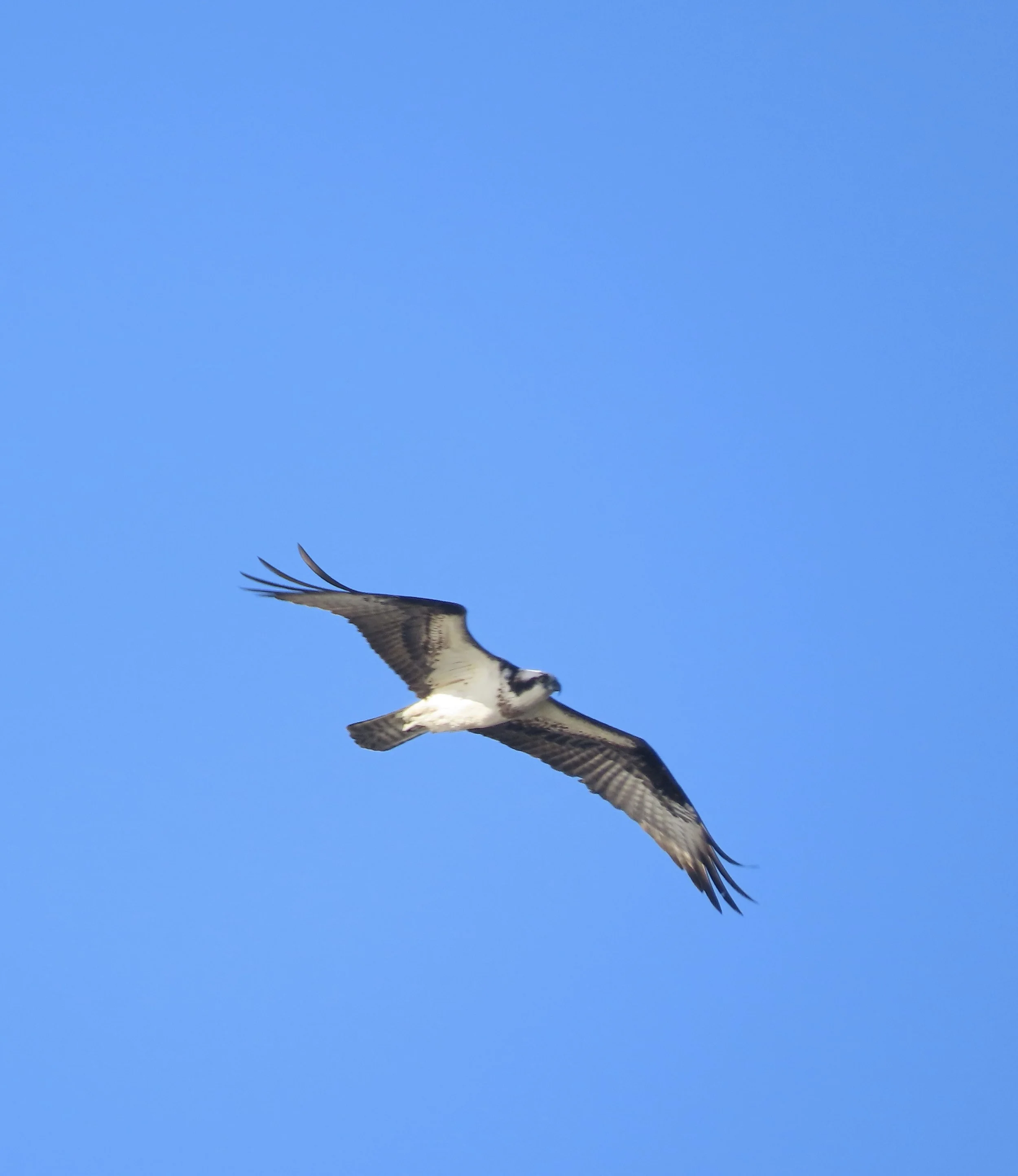 Guided Bird Walks — Erie Bird Observatory