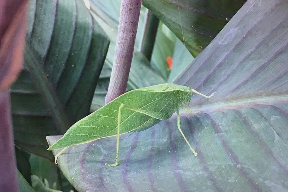 Erie Bird Observatory