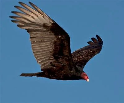 Nature Notes by Katie A. — Erie Bird Observatory